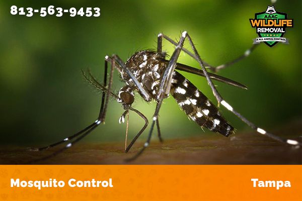 Mosquito Control Tampa FL - AAAC Wildlife Removal of Tampa