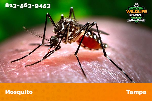 Mosquito Control Tampa FL - AAAC Wildlife Removal of Tampa