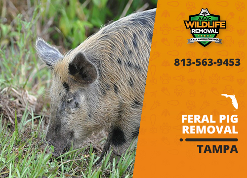 Tampa Feral Pig Removal Services
